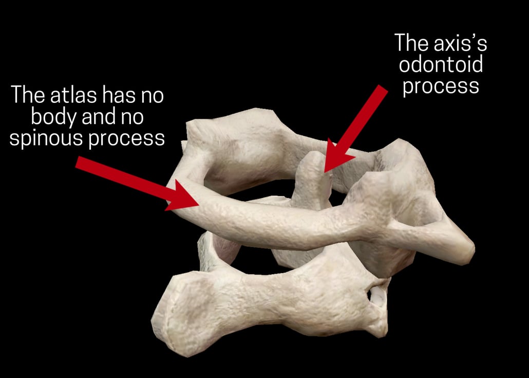 Spine Time: A Guide to Spinal Anatomy