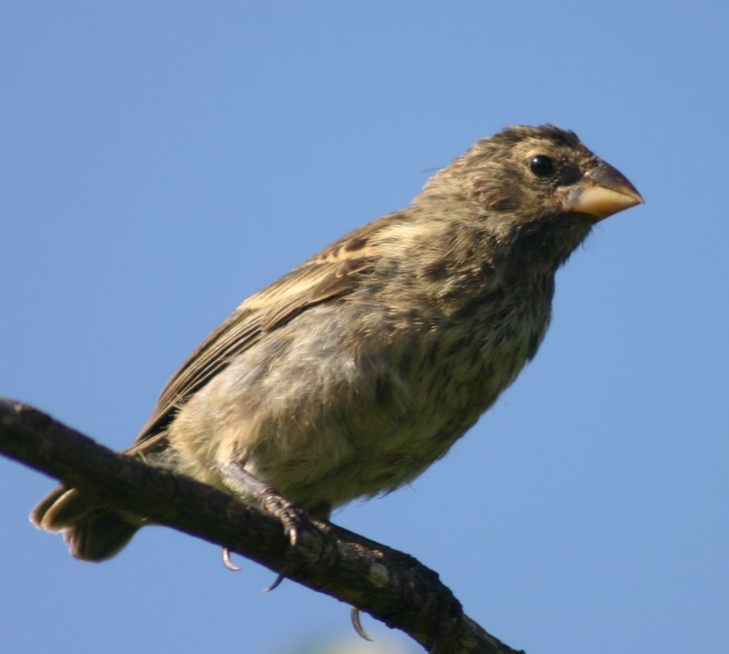 Darwin's Finches Keep Evolving