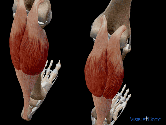 Learn Muscle Anatomy: Gastrocnemius
