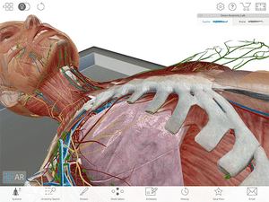 Using 3D Anatomy Models to Teach in the Lab and Online: An Interview ...