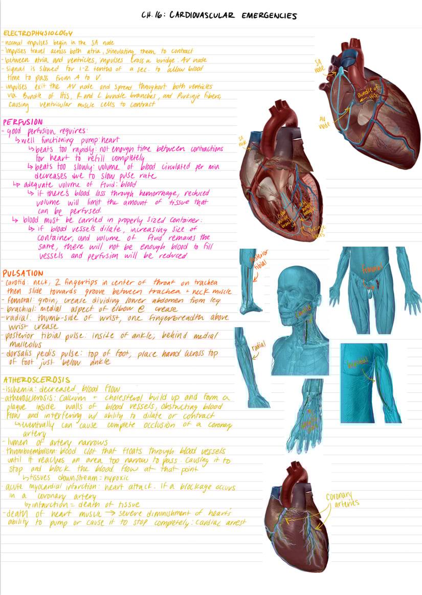 EMT School and Certification: Using Human Anatomy Atlas to Learn and Study