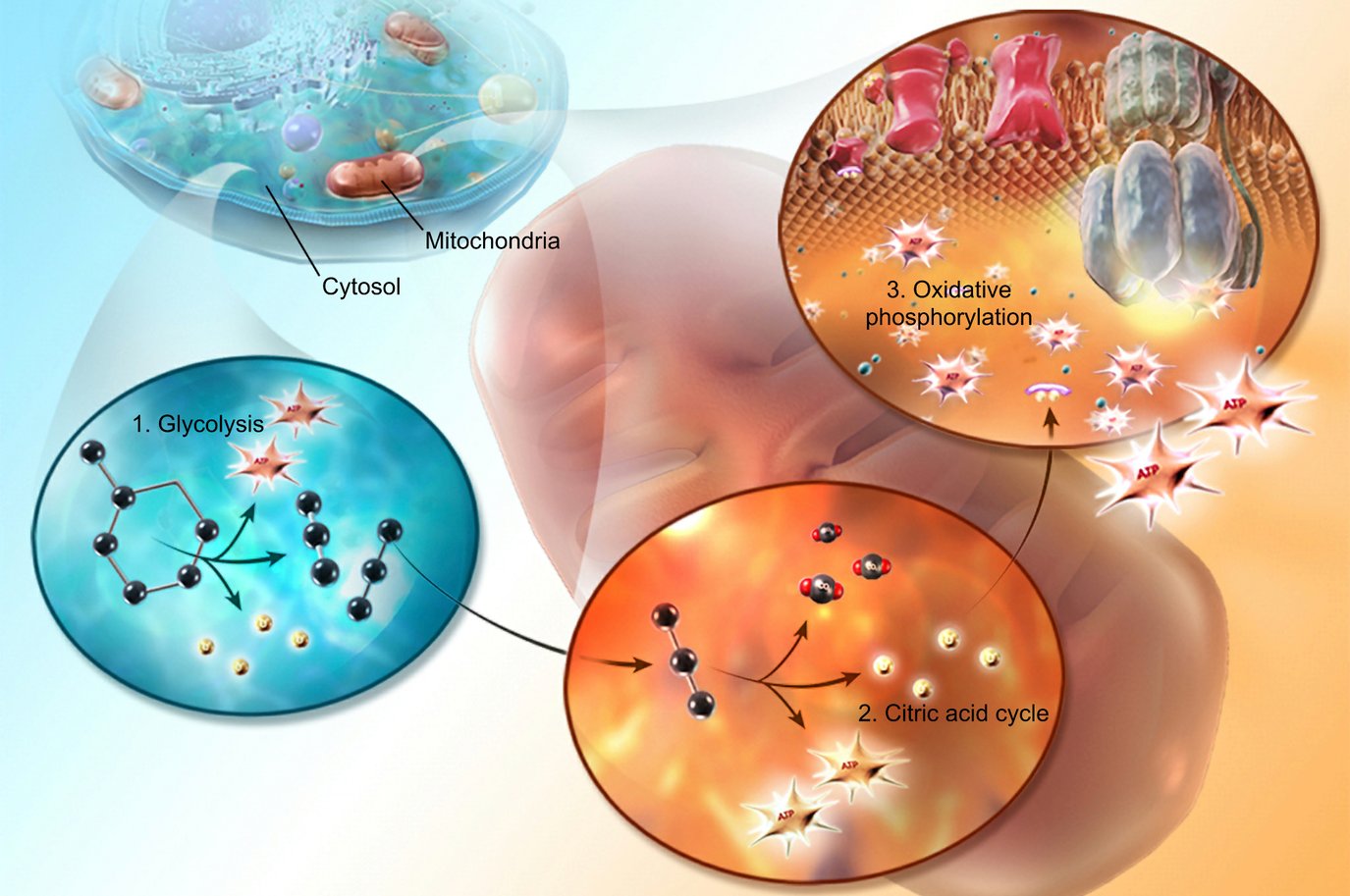 Organophosphates, Hydrocarbons, and Corrosives, Oh My!: The ...