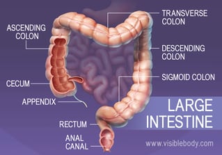 10 Facts About the Digestive System