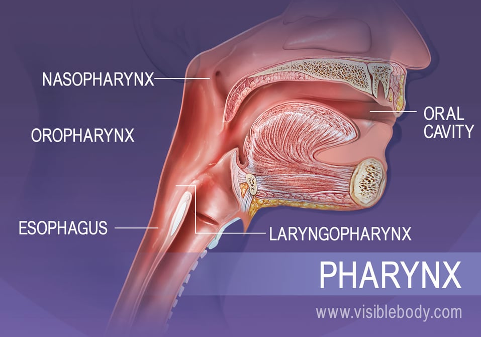 10 Facts About the Digestive System