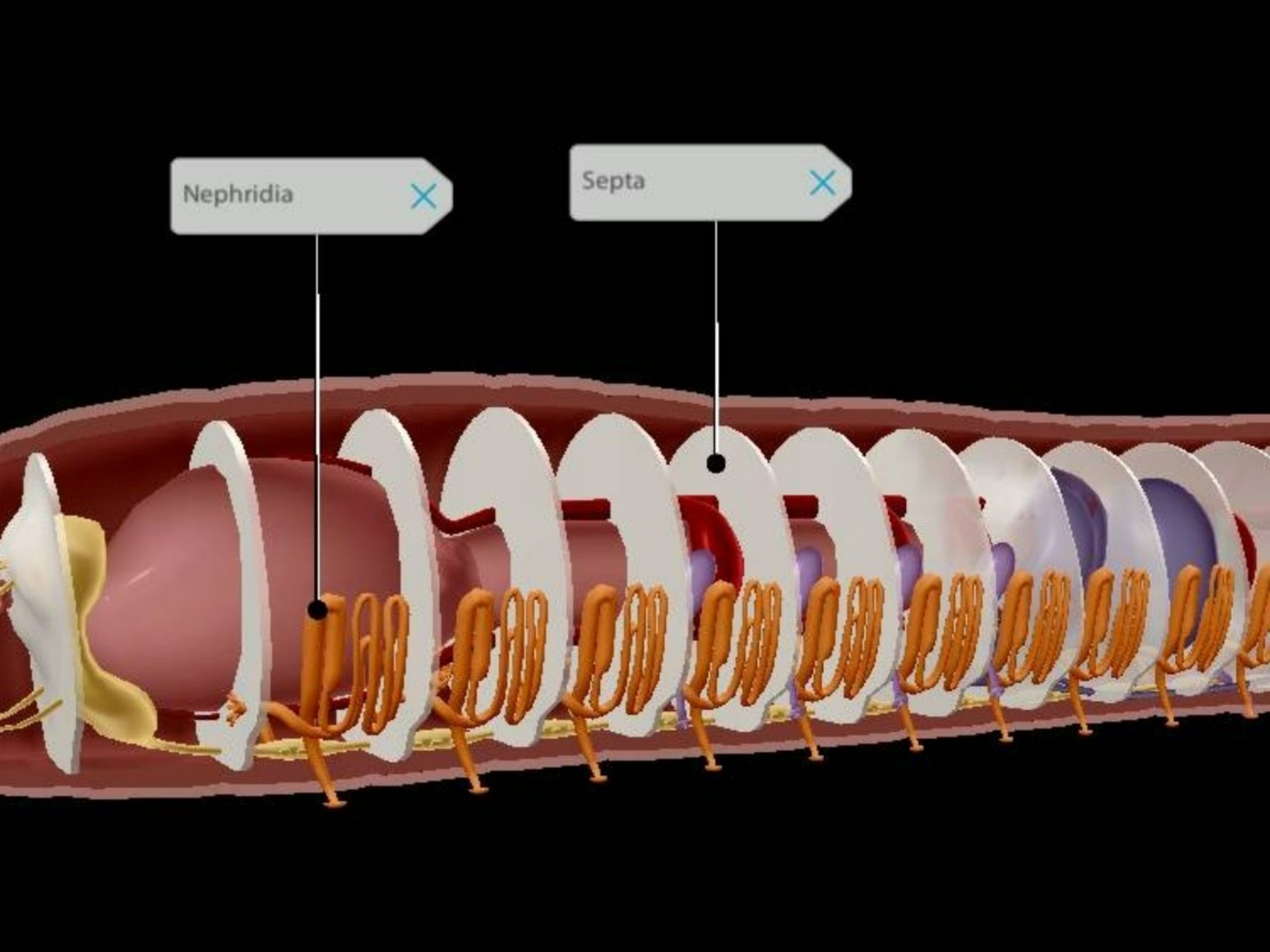 Explore the Anatomy of Invertebrates with Visible Body