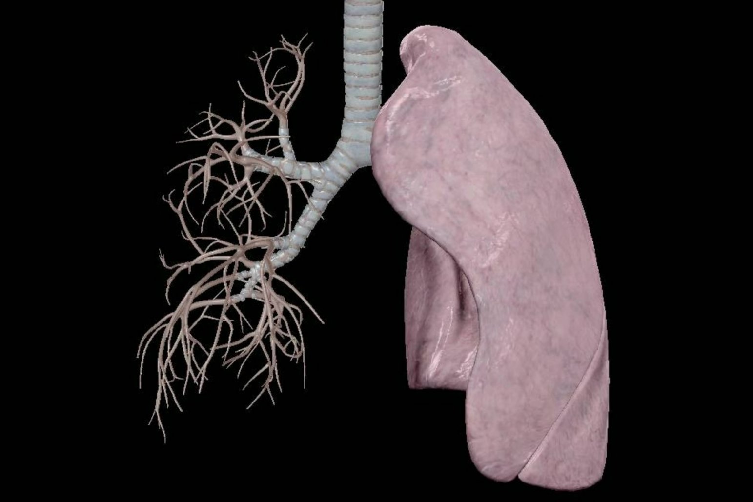 The Ins and Outs of Asthma