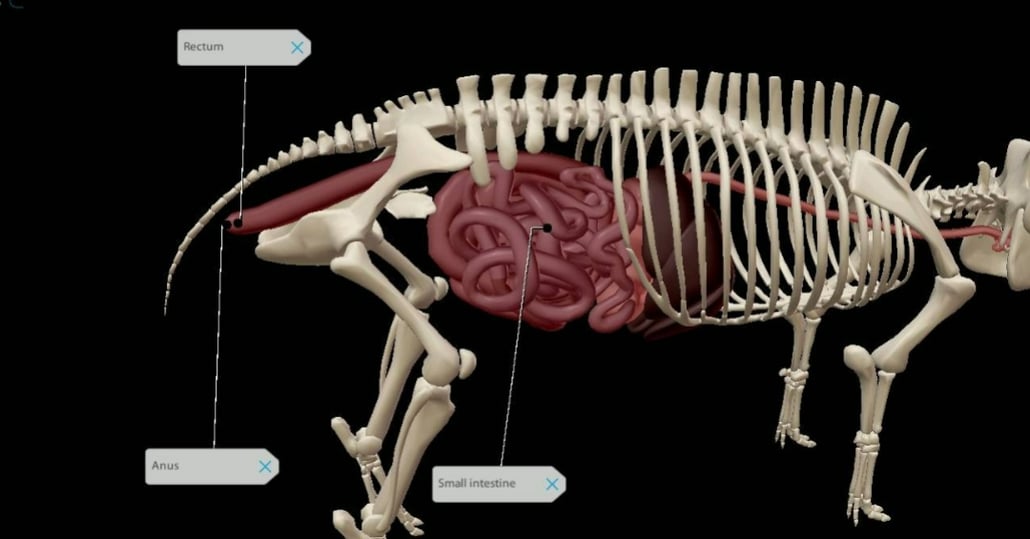 Visible Body’s Visual Guide to Pig Anatomy