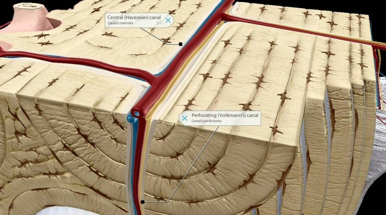 Osteon Powers: A Dive into Compact Bone’s Functional and Structural Unit