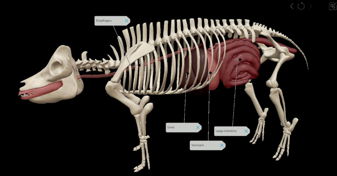 Visible Body’s Visual Guide to Pig Anatomy