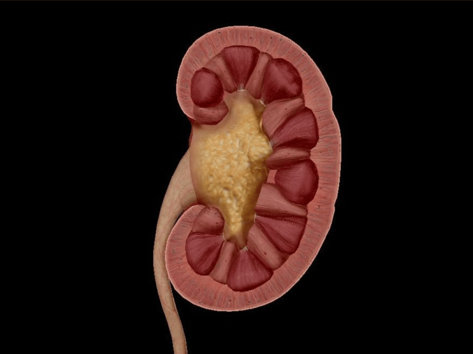 TMI About the UTI: All About Urinary Tract Infections