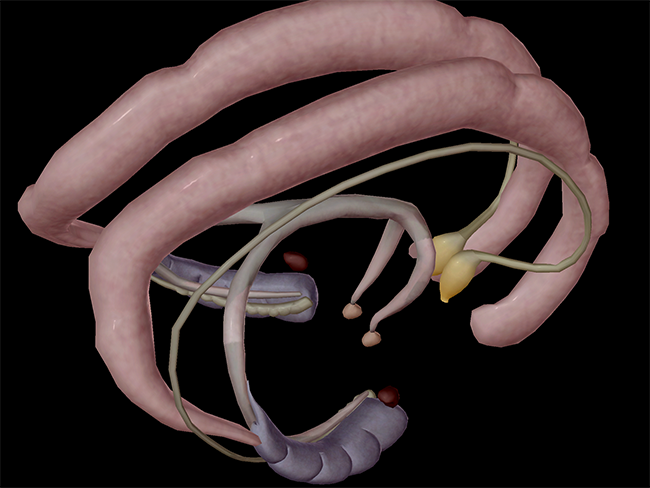 Anatomy and Physiology: The Limbic System's Major Three