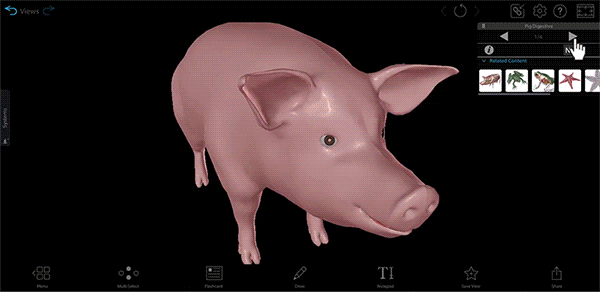 Comparing Animal Anatomy: A Visible Biology Lesson Plan