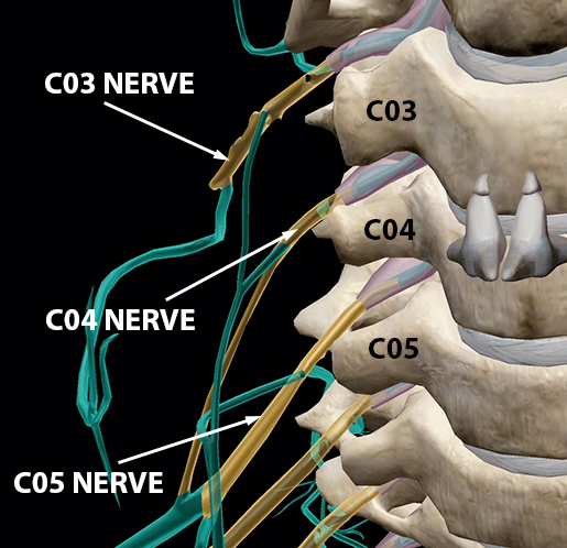 You've Got Some Nerve(s): Exploring the Spinal Nerves