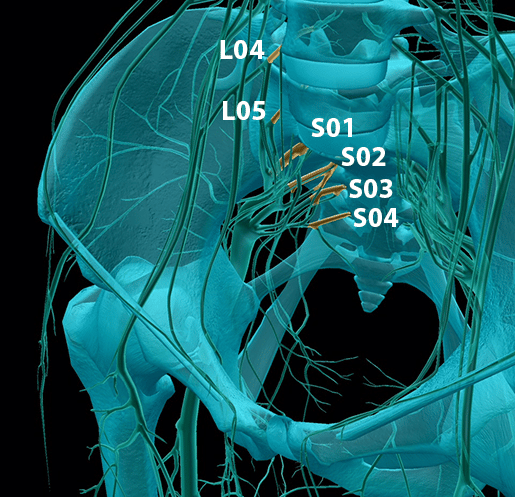 You've Got Some Nerve(s): Exploring the Spinal Nerves