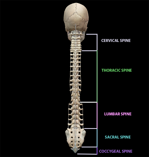 Spine Time: A Guide to Spinal Anatomy