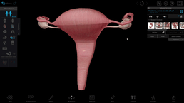 Anatomy and Physiology: Internal Female Reproductive Anatomy