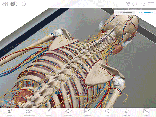 How Does Visible Body Courseware Compare to McGraw Hill Connect for A&P?