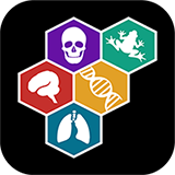 Courseware | Create Visual and Interactive A&P Courses