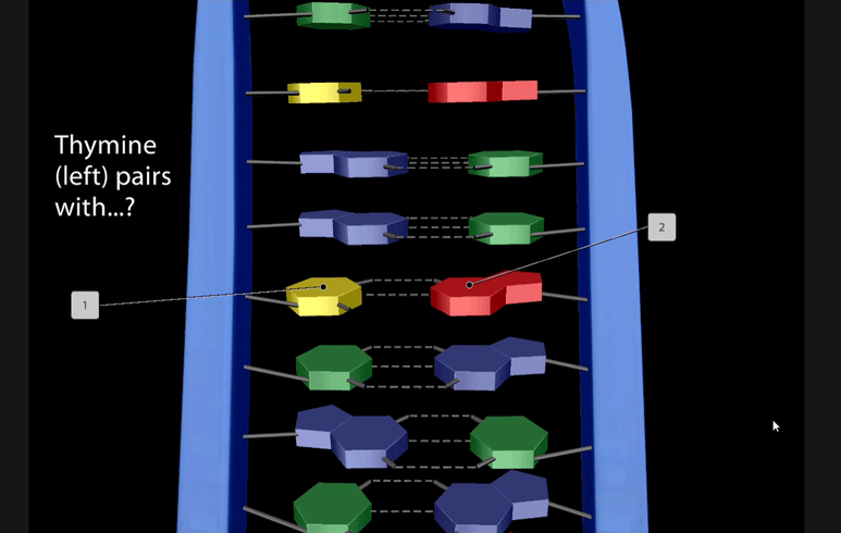 Four Ways to Teach DNA Structure with Visible Body Suite
