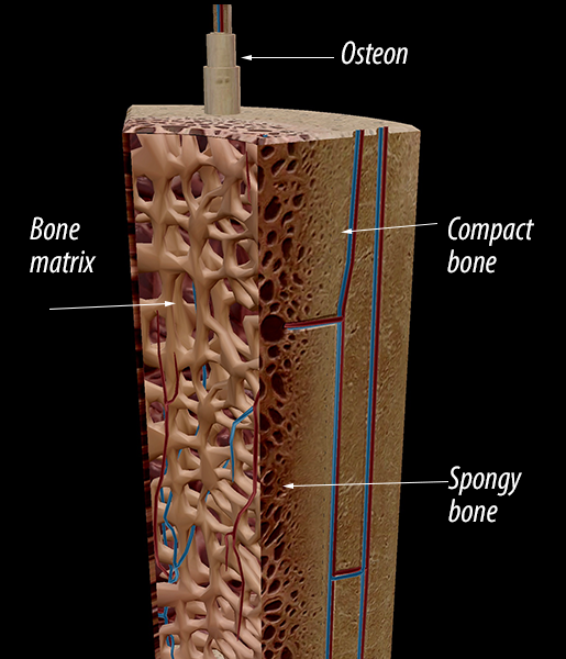spongybone,(第10页)_大山谷图库