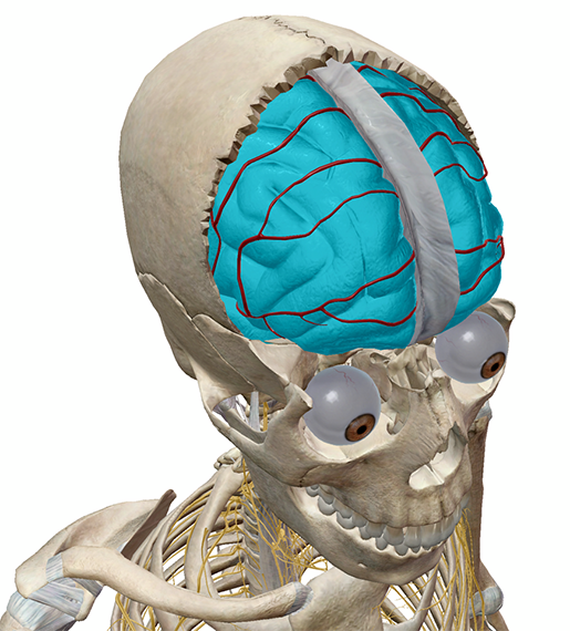 A Lot on Our Minds: A Virtual Human Brain Dissection with Atlas 2017