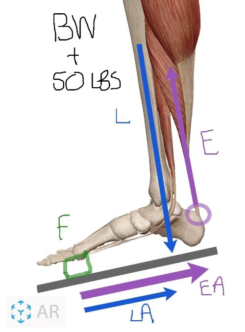 Biomechanics: Lever Systems in the Body