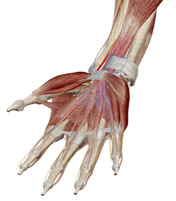 A carpalis alagútba: a carpalis alagút szindróma anatómiája ...