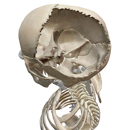 Anatomy and Physiology: Anatomical Planes and Cavities