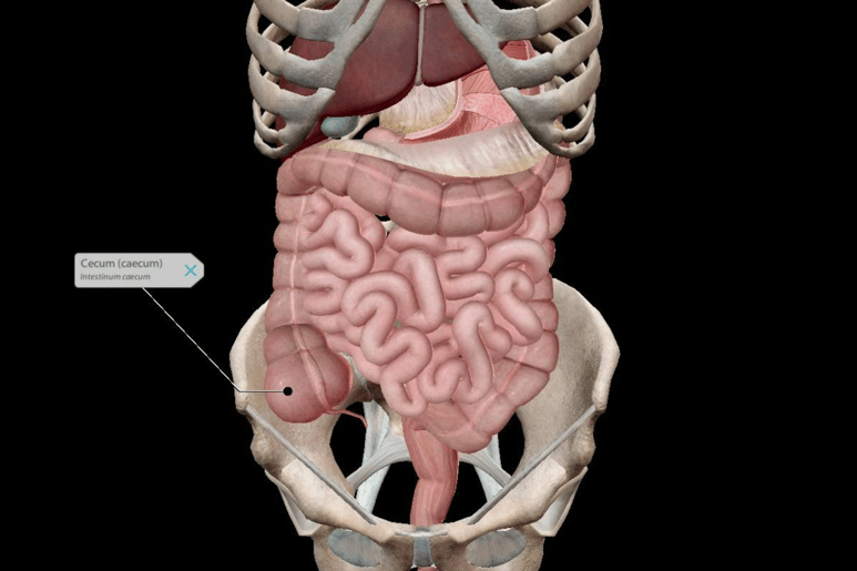 The Biome Inside You: An Introduction to Gut Flora