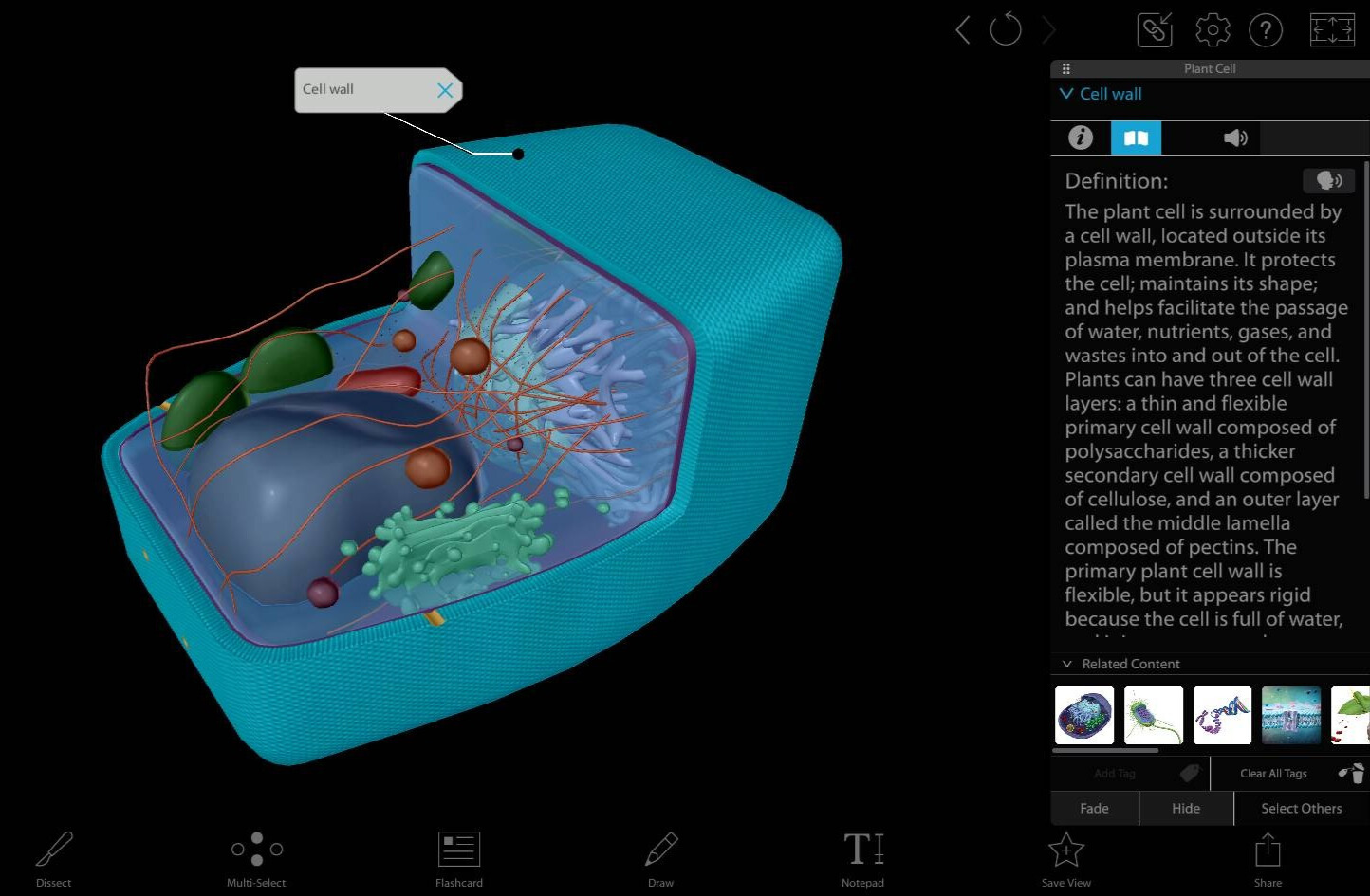 Teaching Cell Types: Differentiated Instruction with Visible Body