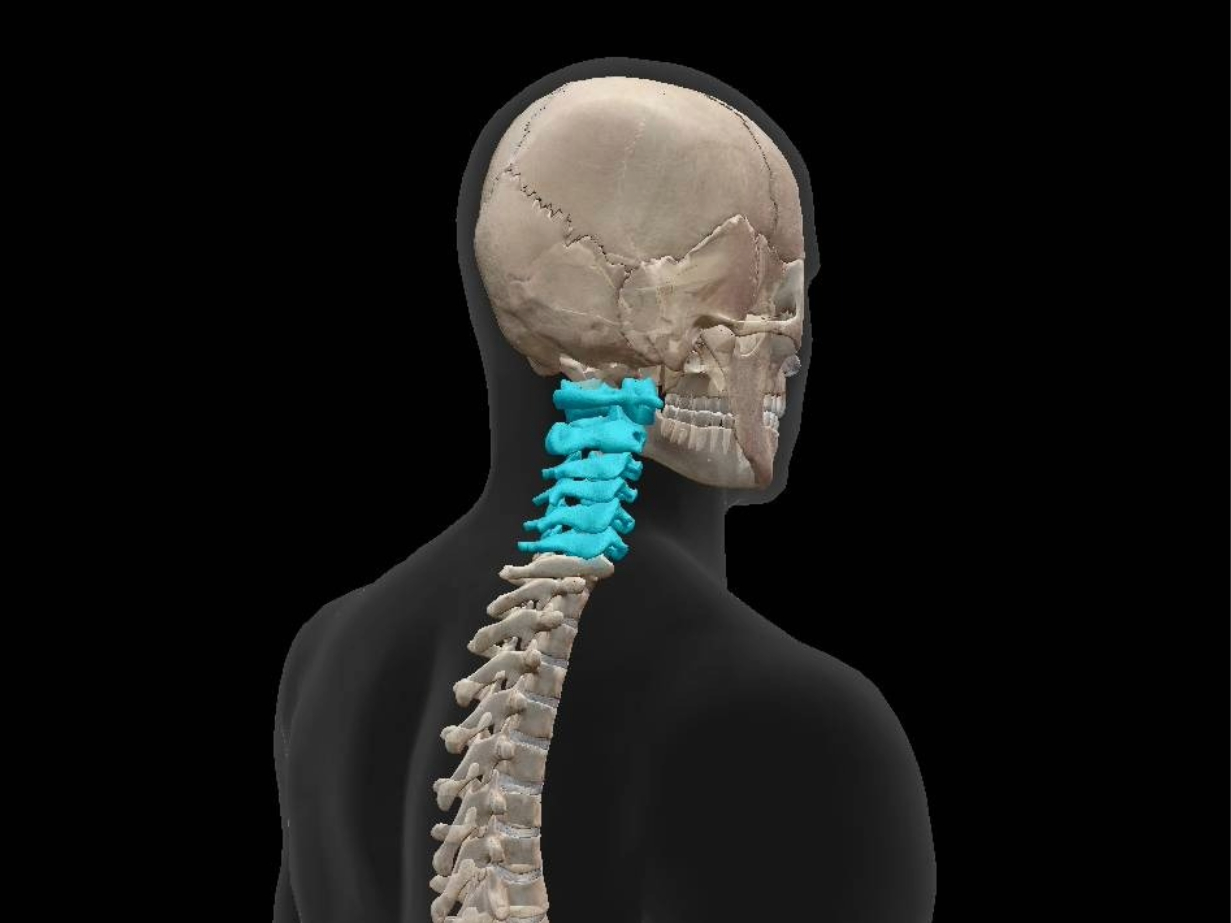 Spine Time: A Guide to Spinal Anatomy
