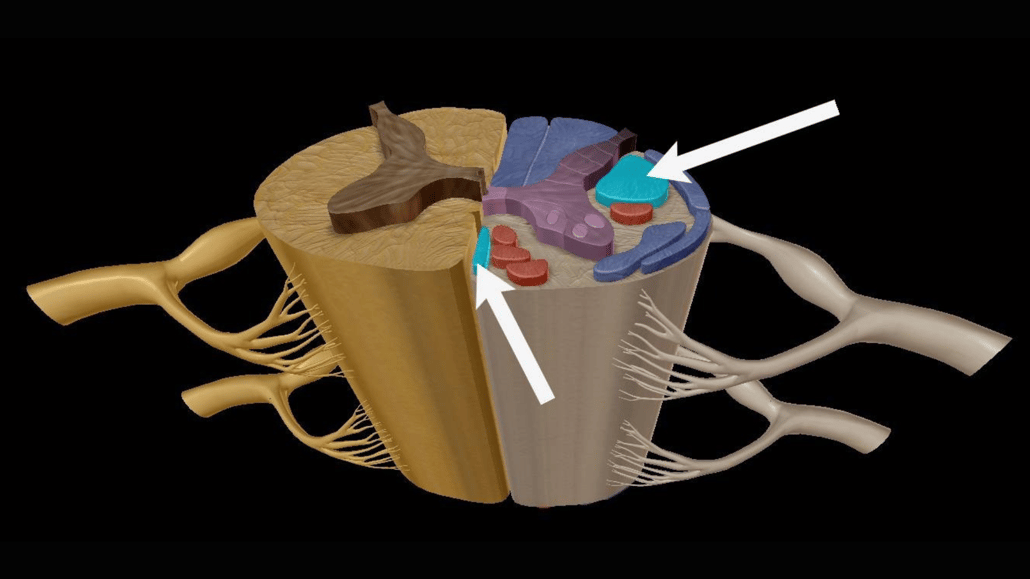 How Abnormal Reflexes Can Indicate Pathologies
