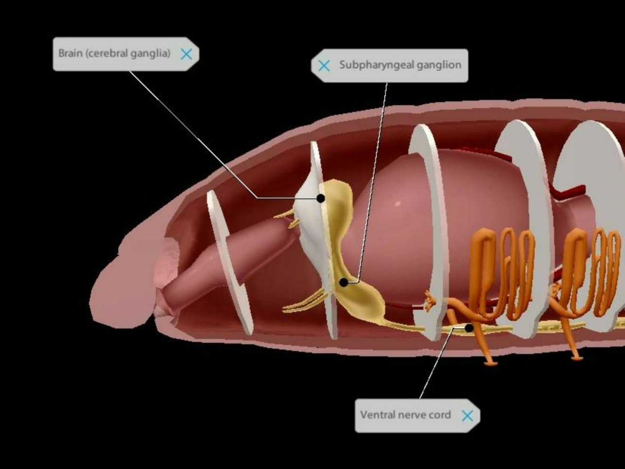 Explore the Anatomy of Invertebrates with Visible Body