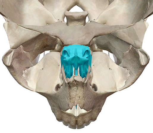 3D Skeletal System: Five Things to Know about the Ethmoid Bone