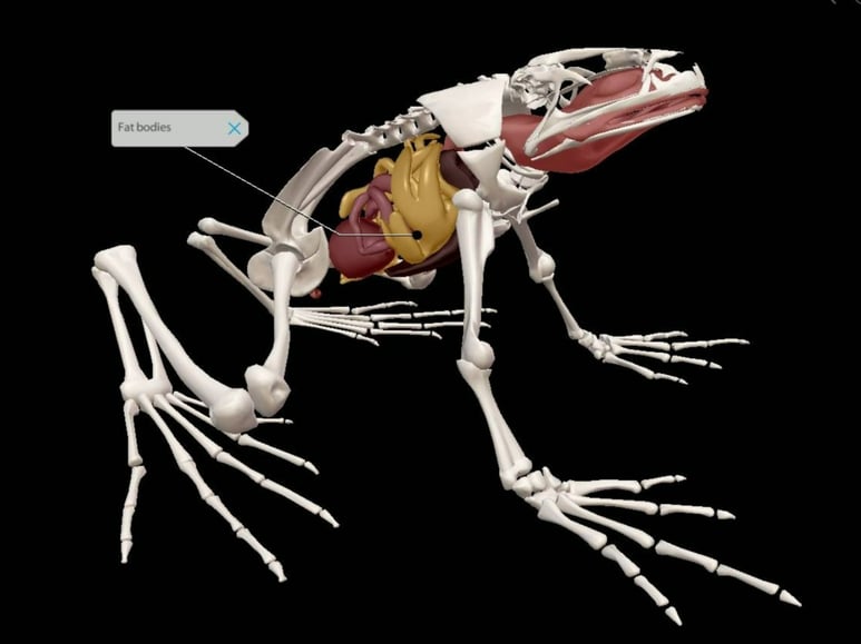 No Frog? No Prob! A 3D Visual Guide to Frog Anatomy
