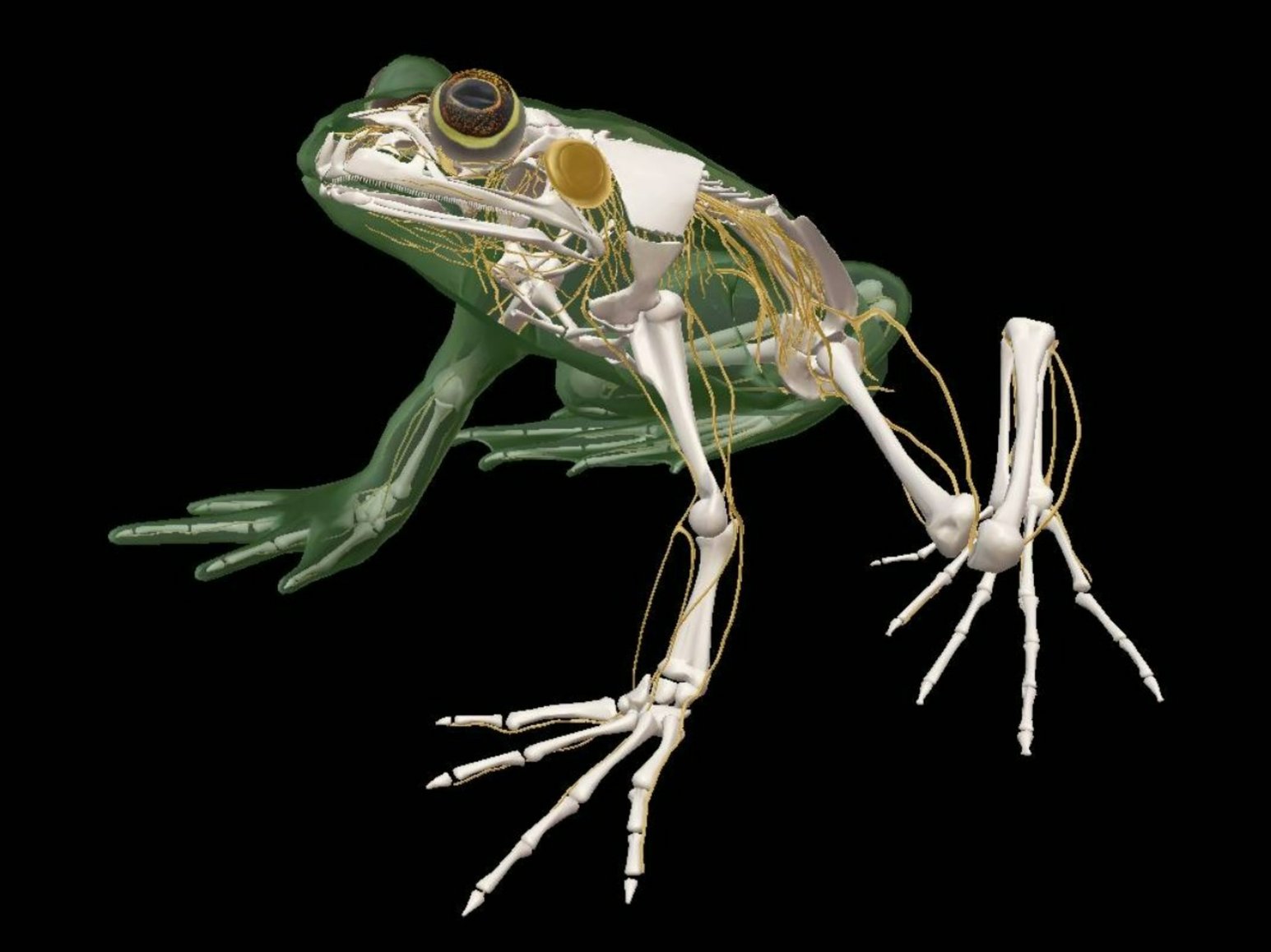 No Frog? No Prob! A 3D Visual Guide to Frog Anatomy