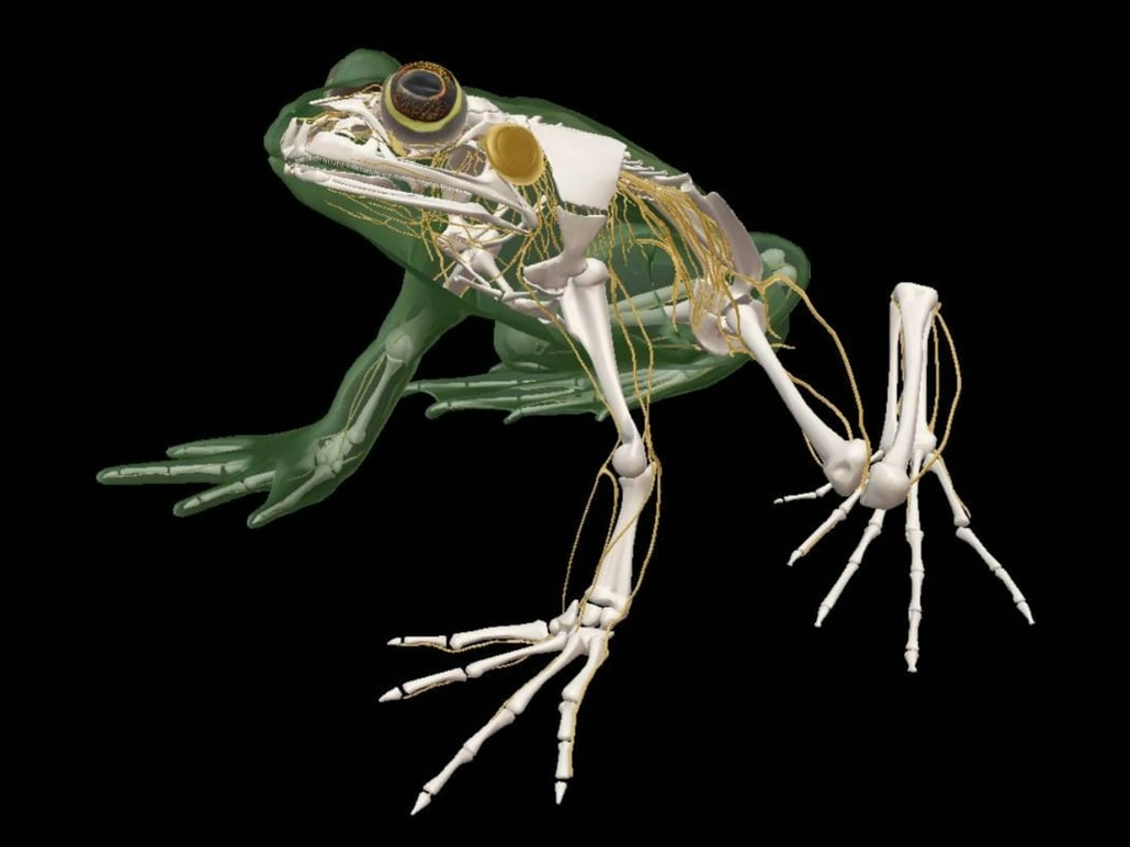 No Frog? No Prob! A 3D Visual Guide to Frog Anatomy