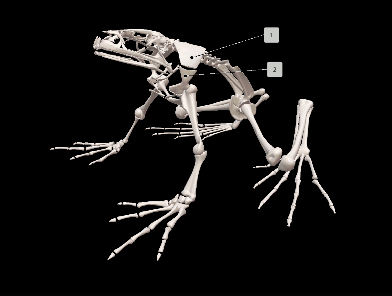 No Frog? No Prob! A 3D Visual Guide to Frog Anatomy