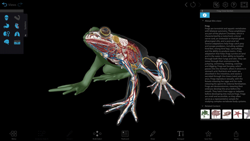 At the Heart of Adaptation: A Comparative Anatomy Lesson Plan