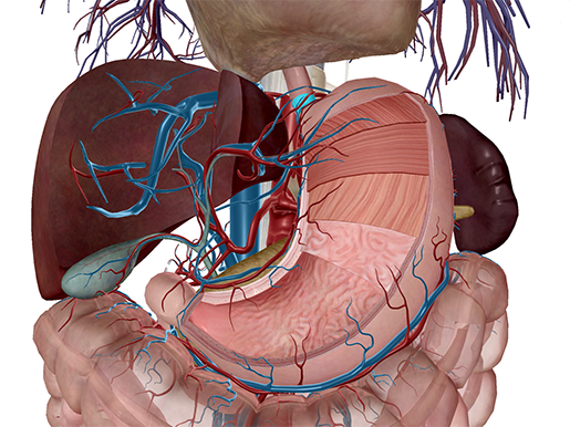The Anatomy and Physiology of GERD: The Pain That Keeps Coming Up