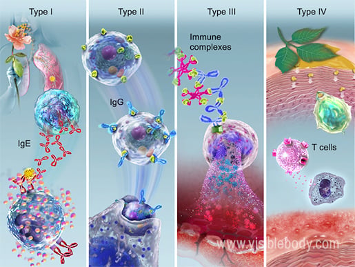 Study the Immune System Like Never Before with Visible Body Suite