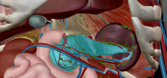 Digestive Absorption and Elimination