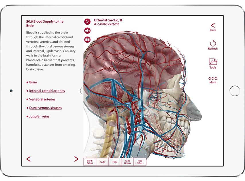 Anatomy and Physiology - Visual introduction to each human body system