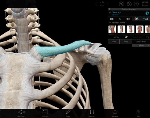 Why Do Librarians Love Visible Body Suite?