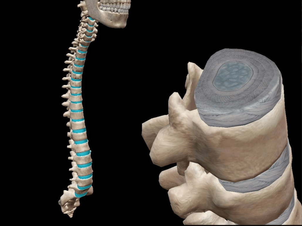 Spine Time: A Guide to Spinal Anatomy