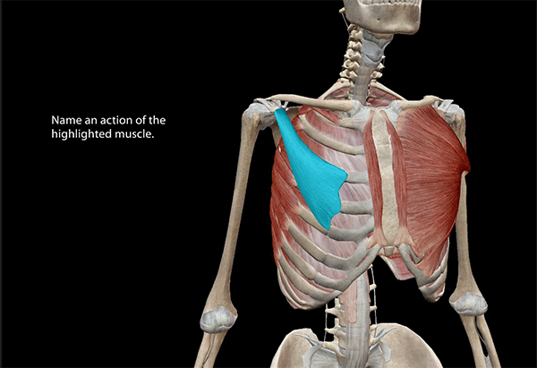 How Does Visible Body Courseware Compare to 3D4Medical's Complete Anatomy?