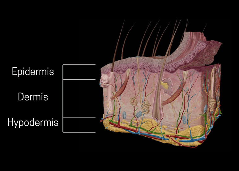 Skin and the Physiology of Touch