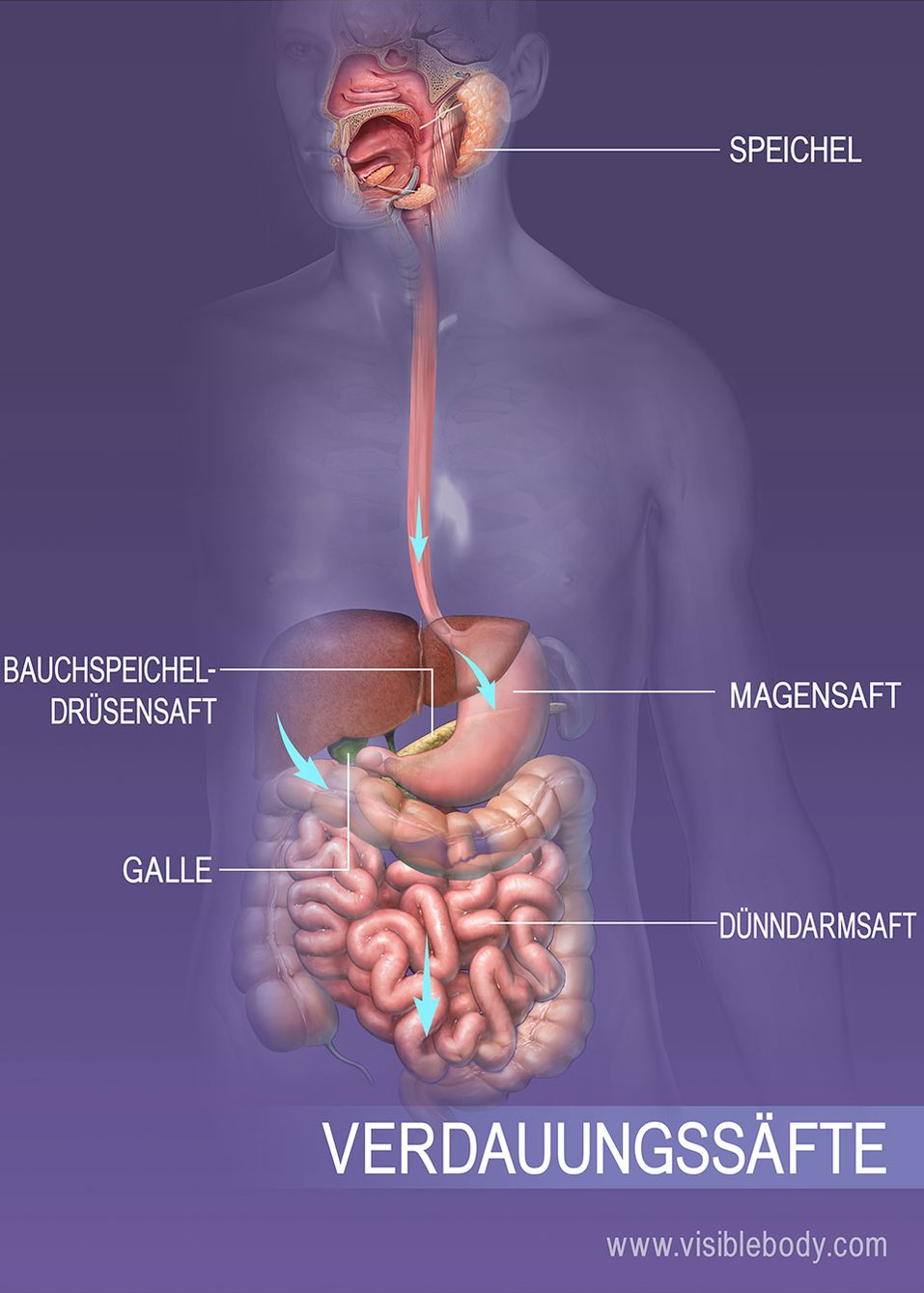 Verdauungssystem 10 Fakten
