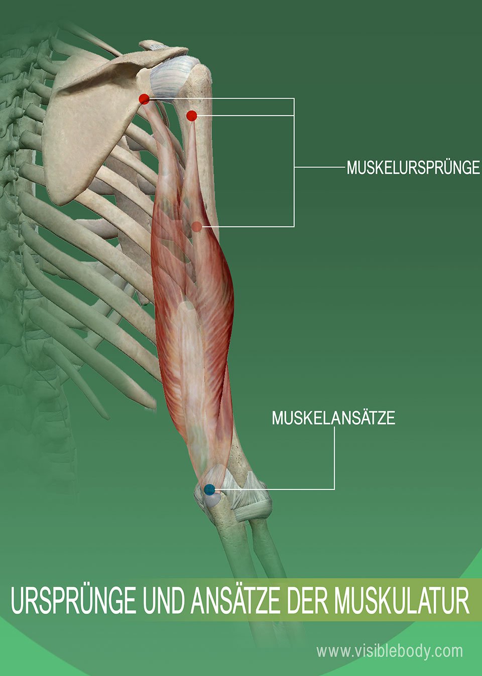 Muskelbewegungen | Kenntnis der Muskelanatomie