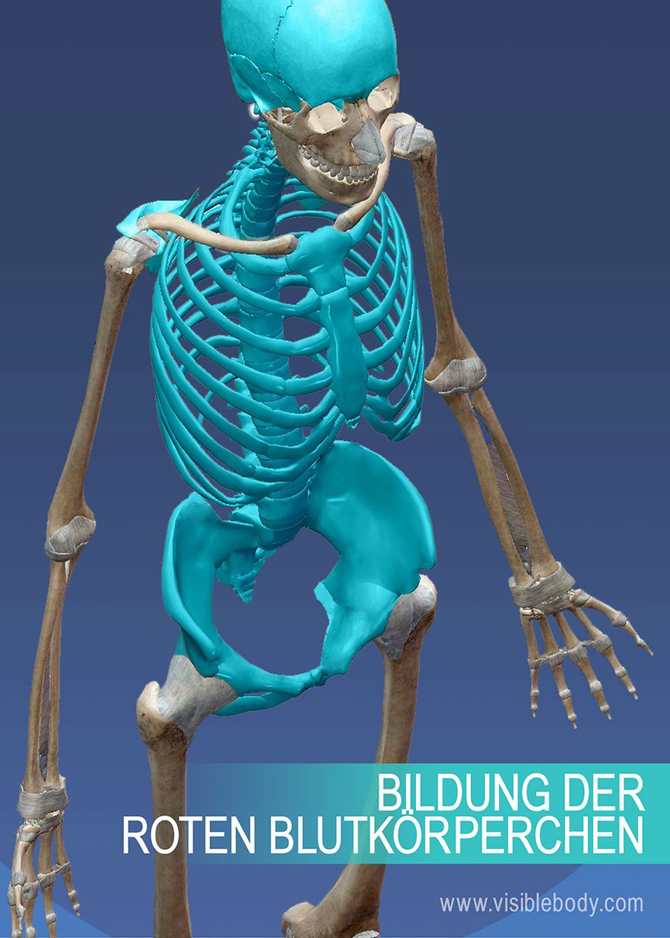 Kenntnis der Skelettanatomie | Überblick über das Skelett